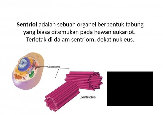 Power Point - Sentriol Hewan Eukariot