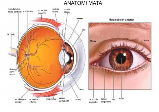 Katarak - Kekeruhan Lensa Yang Dapat Terjadi Akibat Hidrasi ...