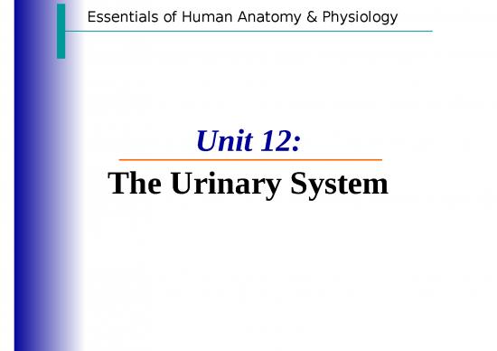 Unit 20 Urinary System Notes