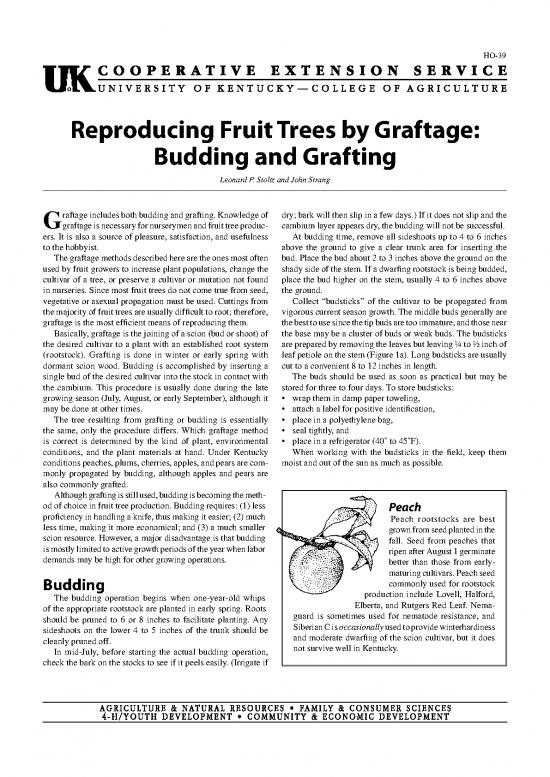 Grafting Pdf 89084 | Reproducing Fruit Trees By Graftage Budding And ...